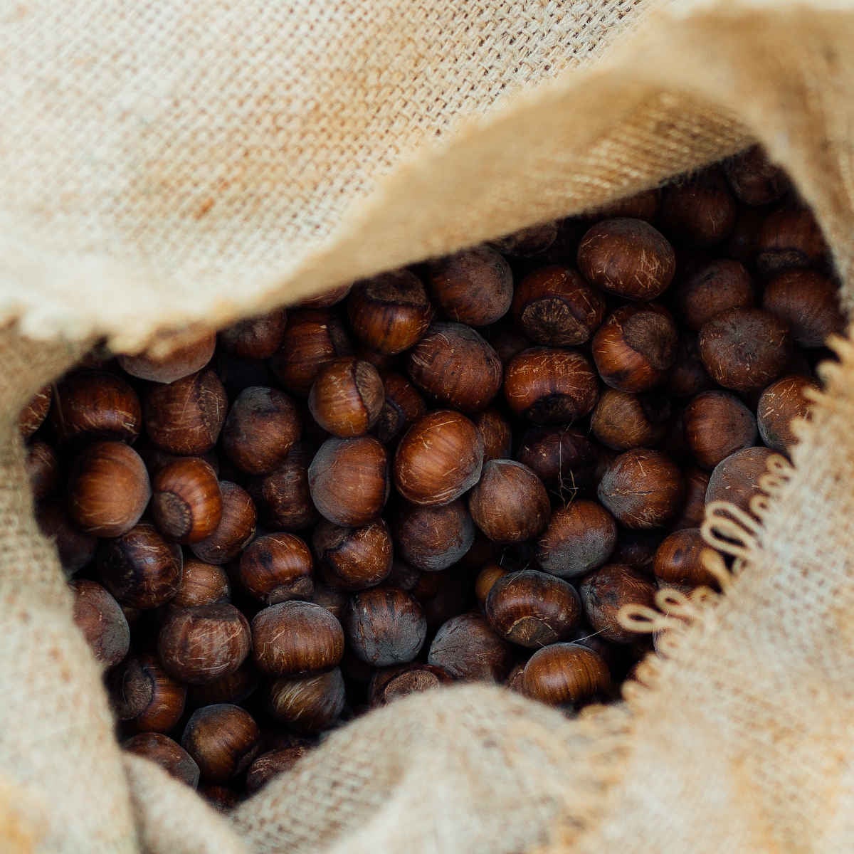 Washington-Grown Hazelnuts | Filbert Acres